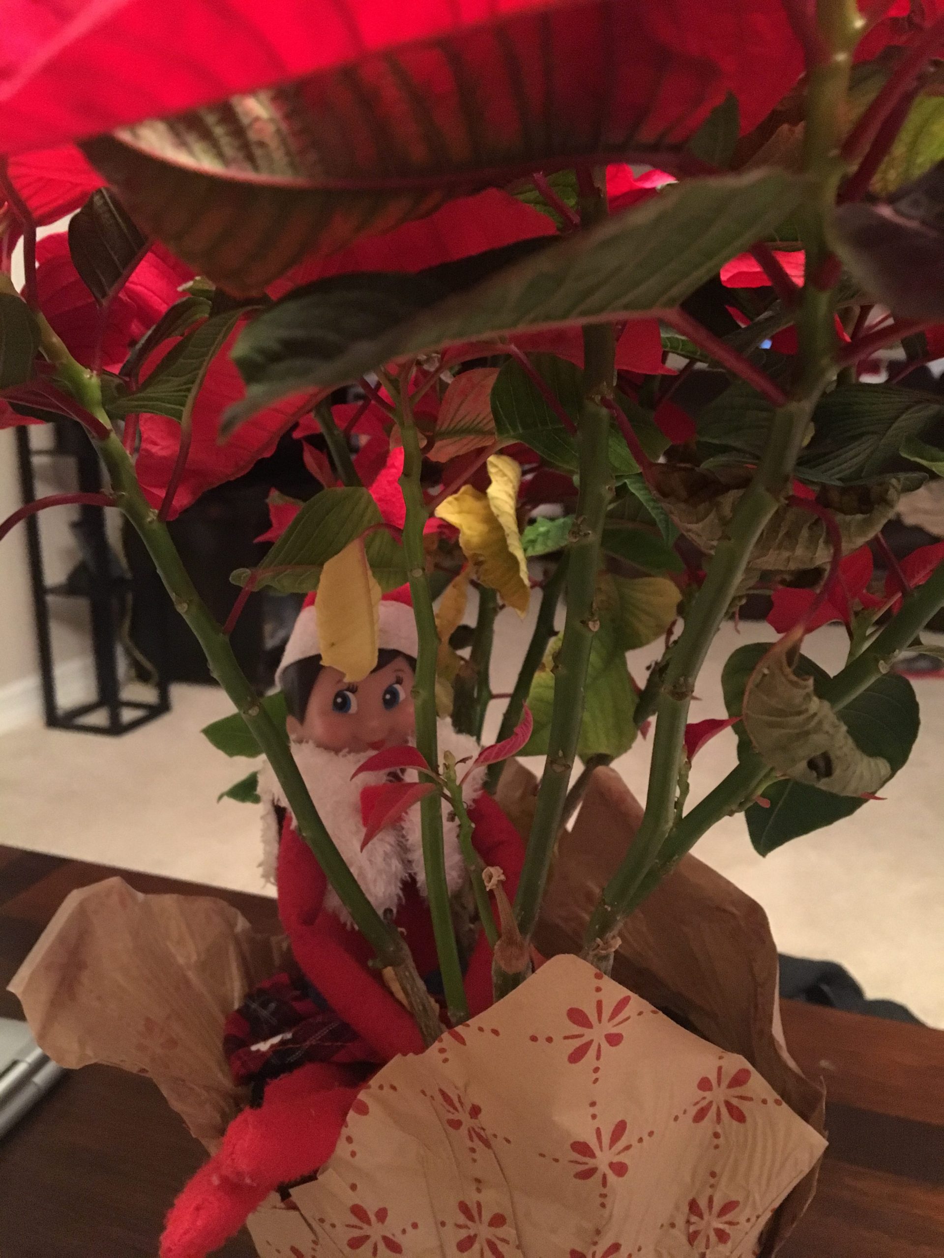 A Parent's Survival Guide to Elf on the Shelf | Florida Fun Family ...
