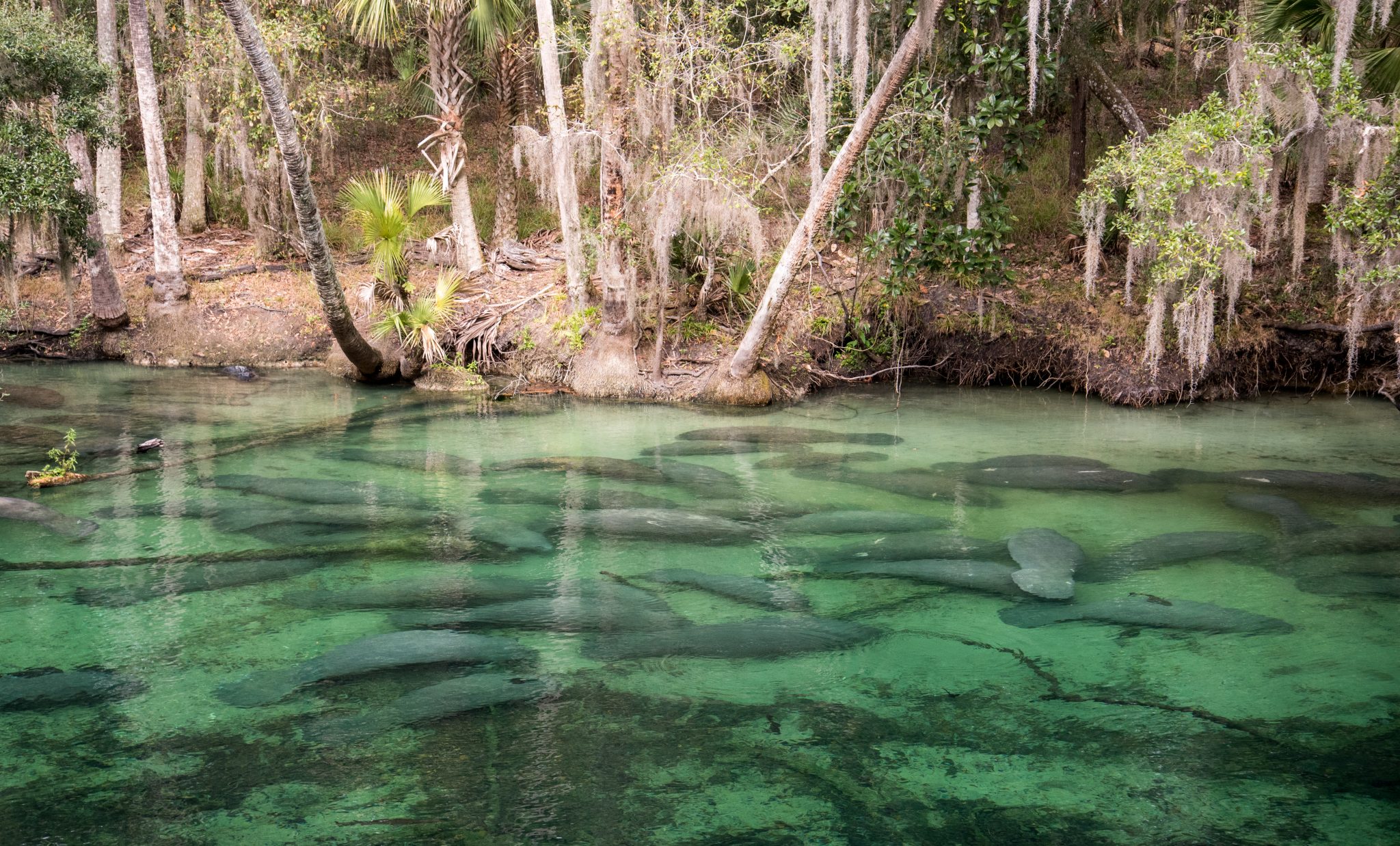 Guide to Viewing Florida Manatees in the Wild | Florida Fun Family ... Guide to Viewing Florida Manatees in the Wild | Florida Fun Family ...